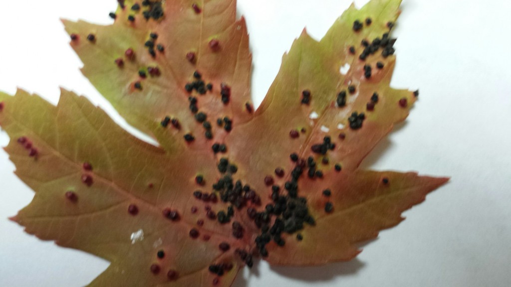 Maple Tree Gall Mites | O’Donovan & Son, Inc.